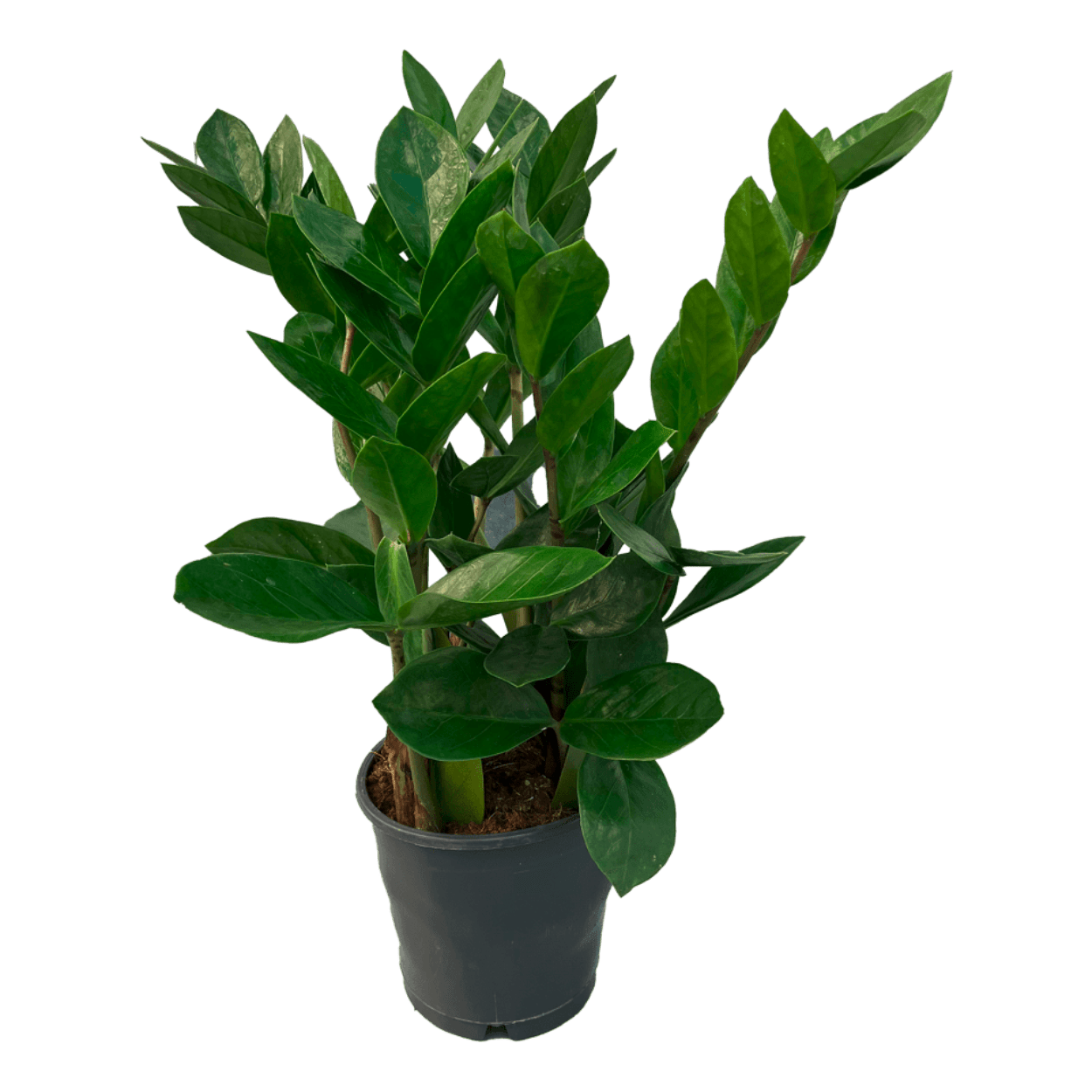 Zamioculcas GARDENLINE® - ALDI