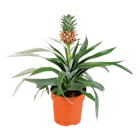 Bromelia GARDENLINE® - ALDI