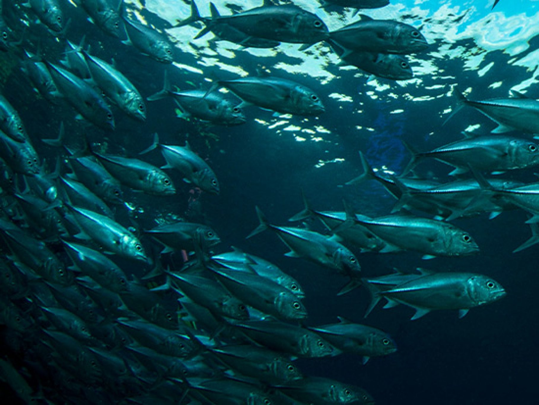 ¿Pescado azul o blanco? Diferencias y beneficios - ALDI