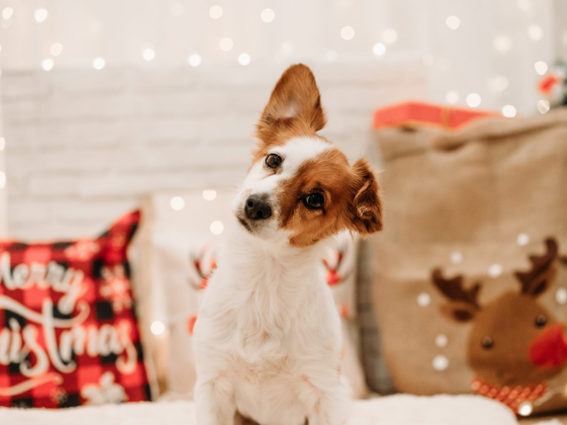 Los mejores planes para perros y gatos en Navidad - ALDI