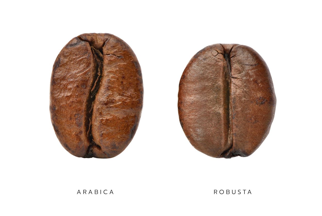 Explora los mejores tipos de café: arábica, robusta… - ALDI