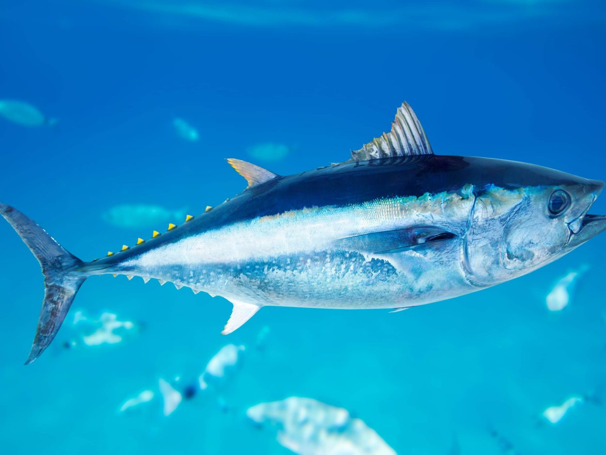 Valor nutricional del atún: propiedades y beneficios - ALDI