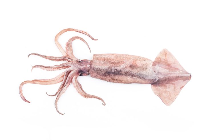 ¿Cuáles son las diferencias entre pota y calamar? - ALDI