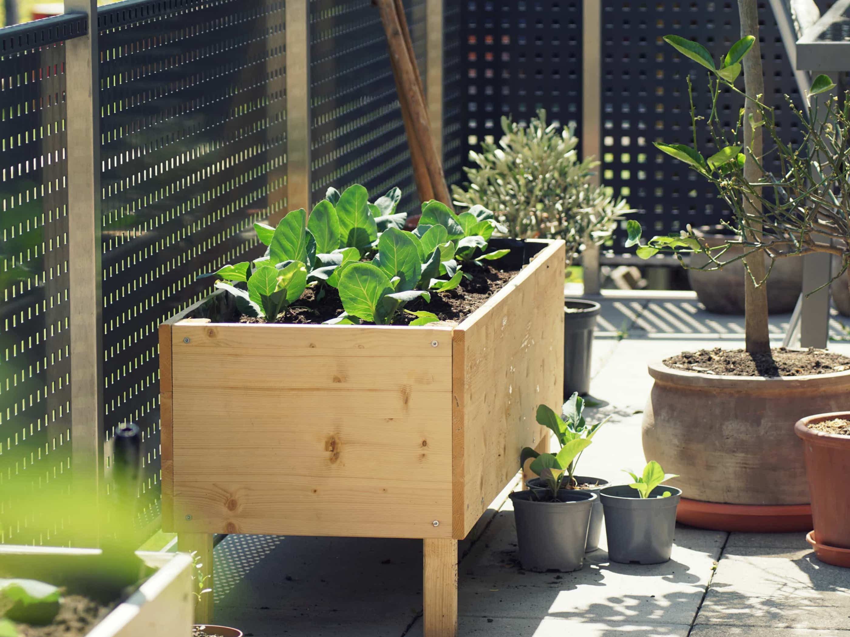 Cómo hacer un huerto urbano con palets y qué plantar - ALDI