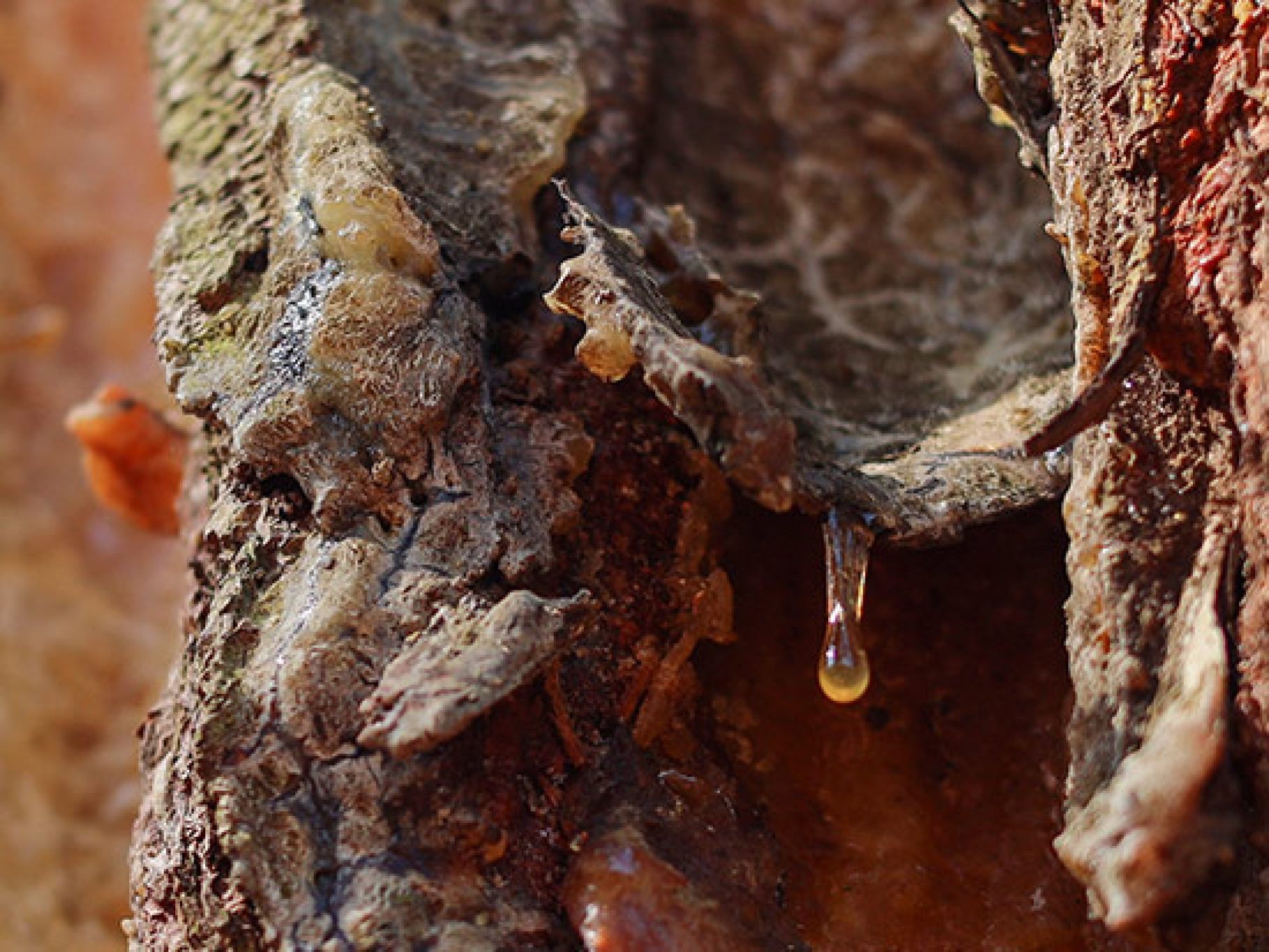 Cómo quitar resina de la ropa sin dañarla - ALDI