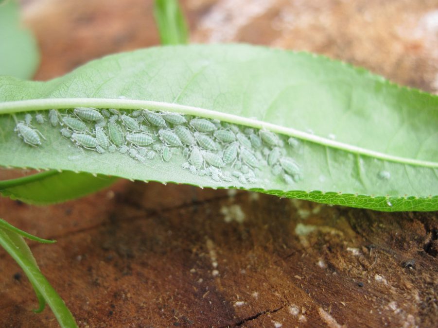 5 trucos caseros para eliminar el pulgón de tus plantas - ALDI